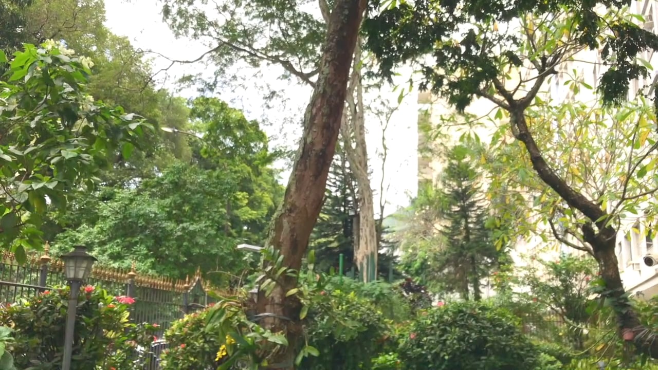 Hugo Pilger's pernambuco tree - HD 720p on Vimeo