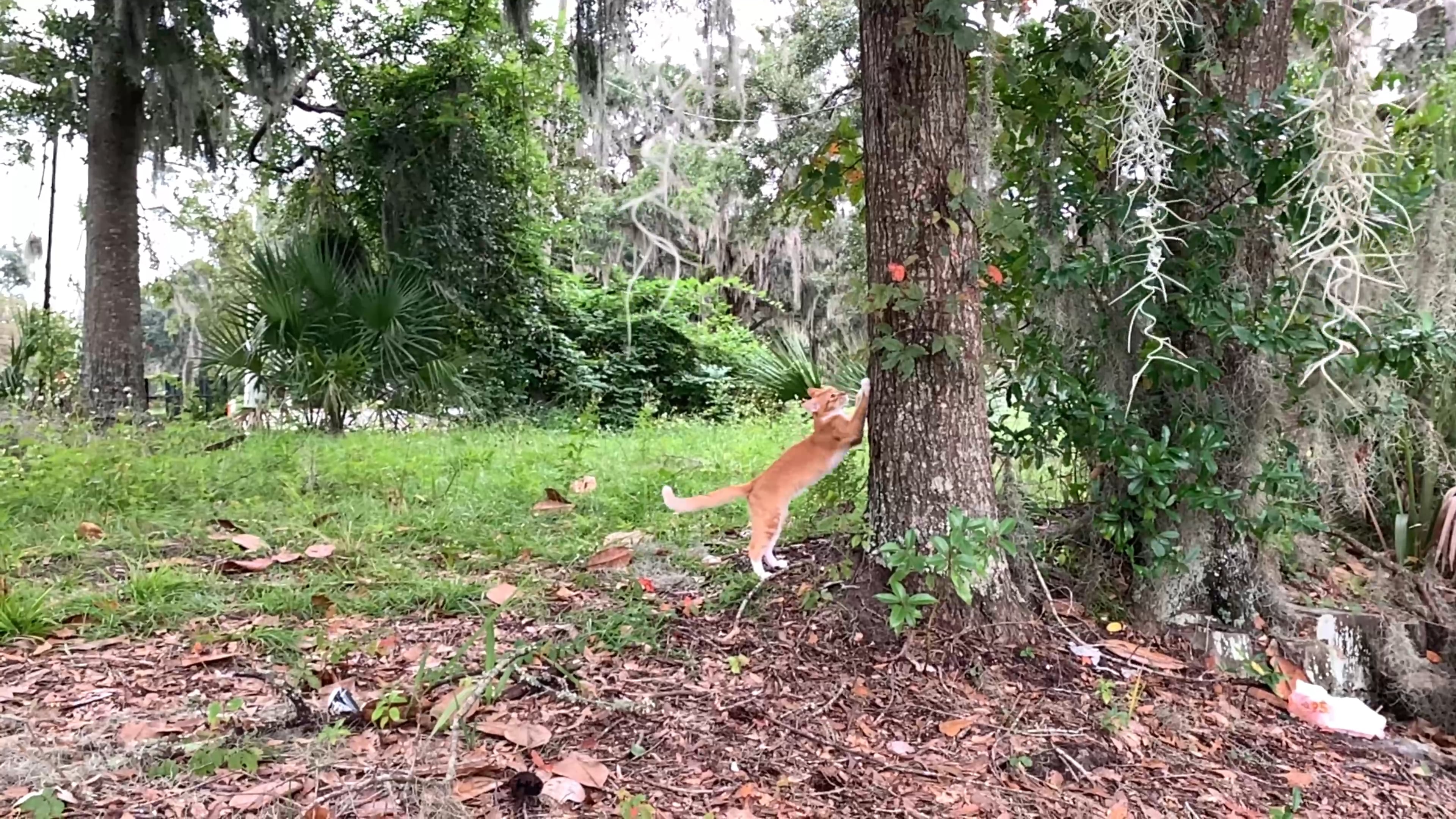 Invisible Kitties on Vimeo