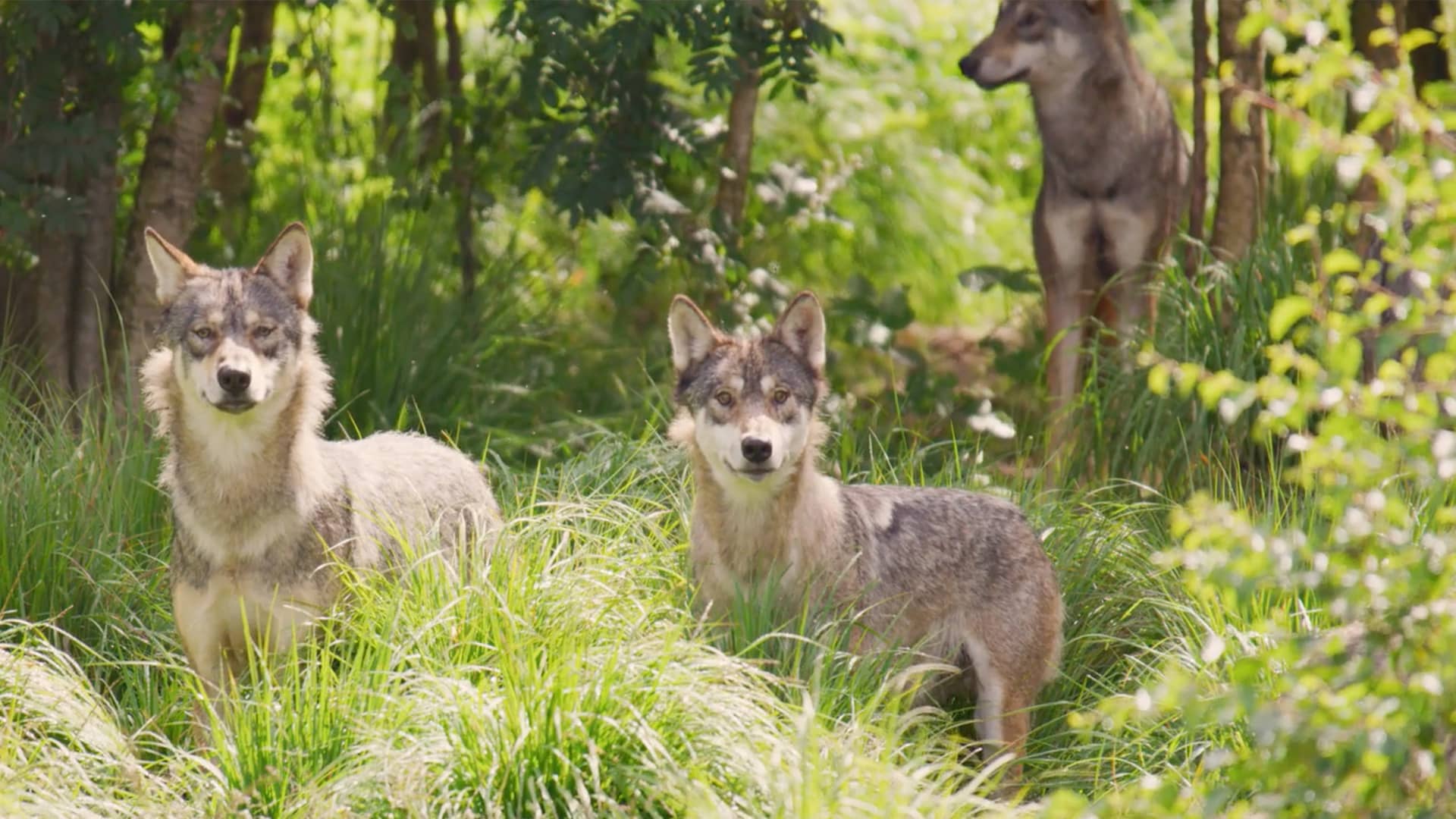 Wolves Reintroduced in Yellowstone National Park | One Earth on Vimeo