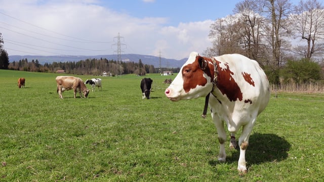 Cow, Cattle, Flock. Free Stock Video - Pixabay