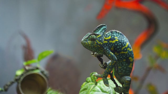 Caméléon Reptile Balance - Free video on Pixabay