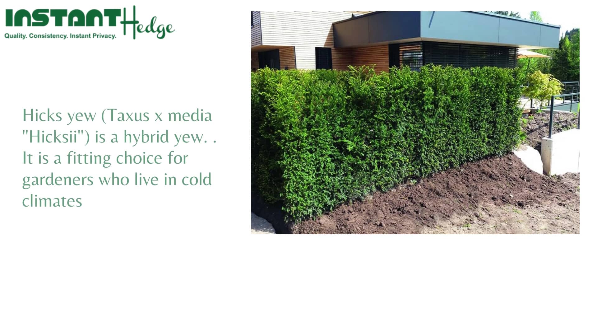 How to grow Hicks Yew Hedges.mp4 on Vimeo