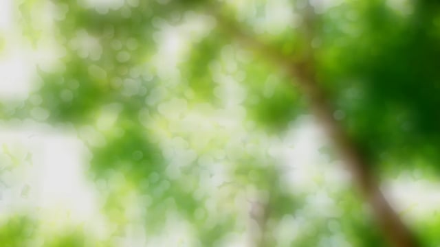 Fond De Vedio Bokeh La - Free video on Pixabay - Pixabay