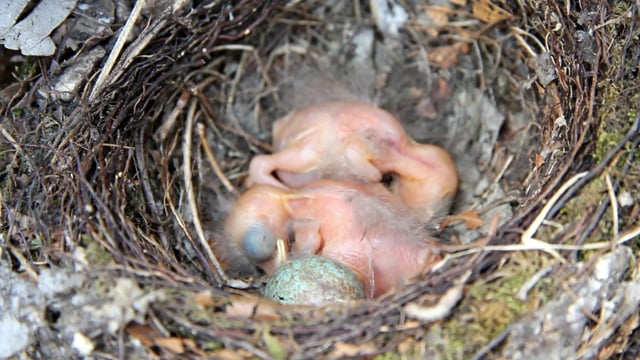 Birds, Nest, Chick. Free Stock Video - Pixabay