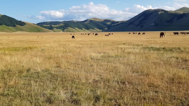 Horses, Field, Animals. Free Stock Video - Pixabay