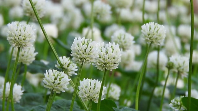 30+ Free Clovers & Clover Videos, HD & 4K Clips - Pixabay