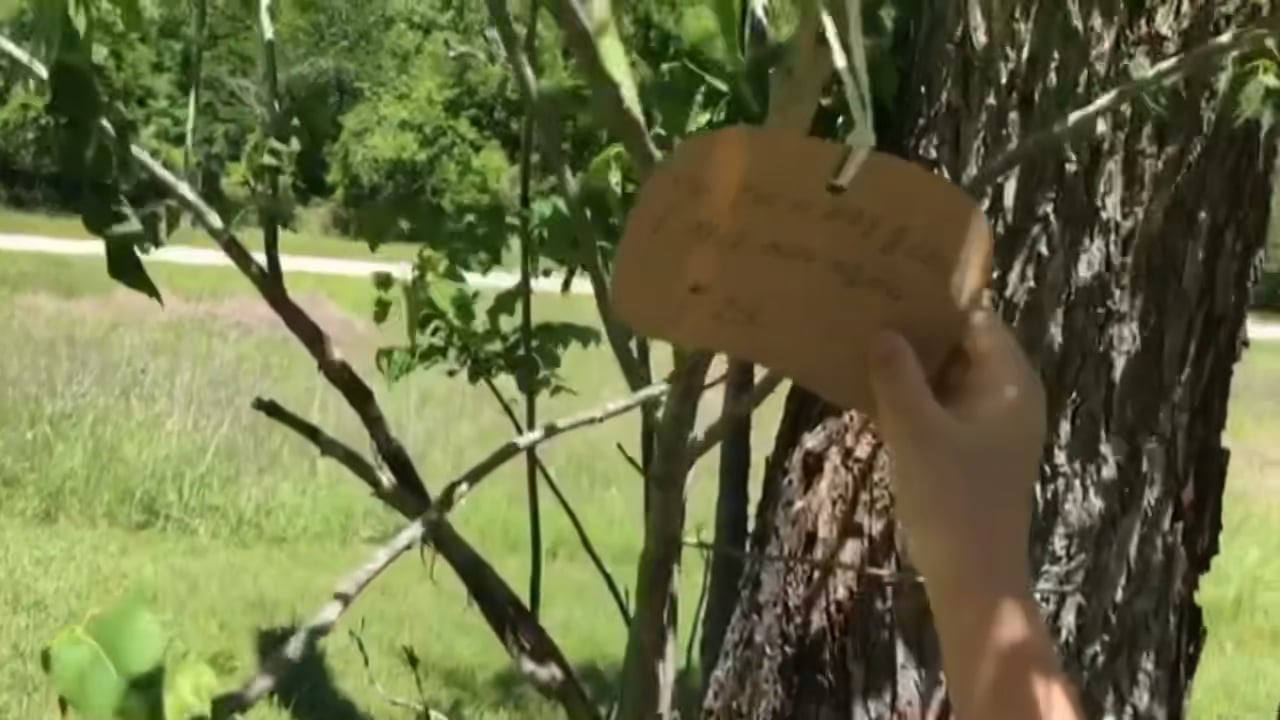 QT Tree Festival on Vimeo