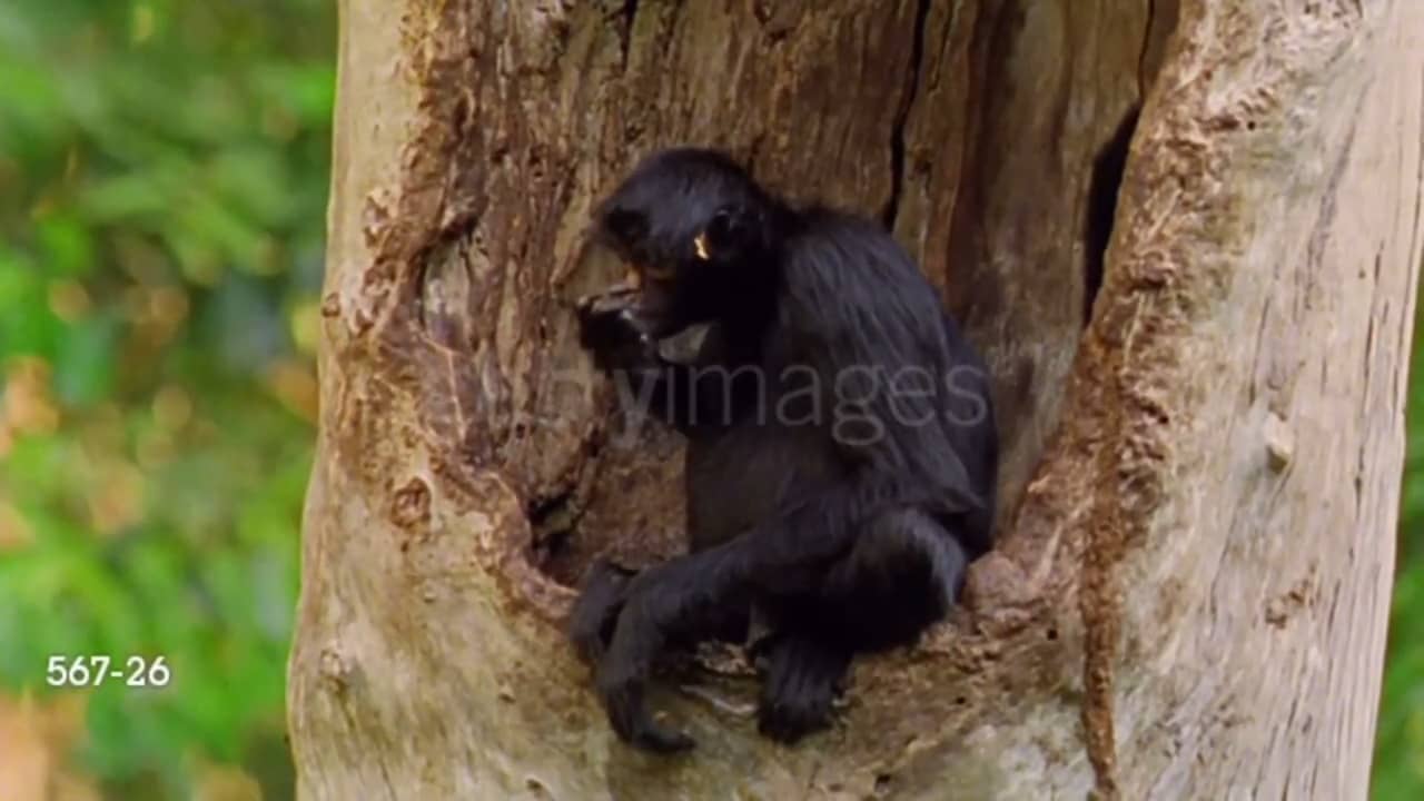 Remade World Animals (2002 Revision) on Vimeo