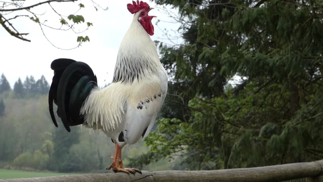 Rooster, Chicken, Farm. Free Stock Video - Pixabay