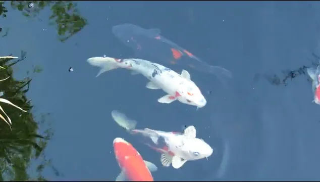 Fish on Vimeo
