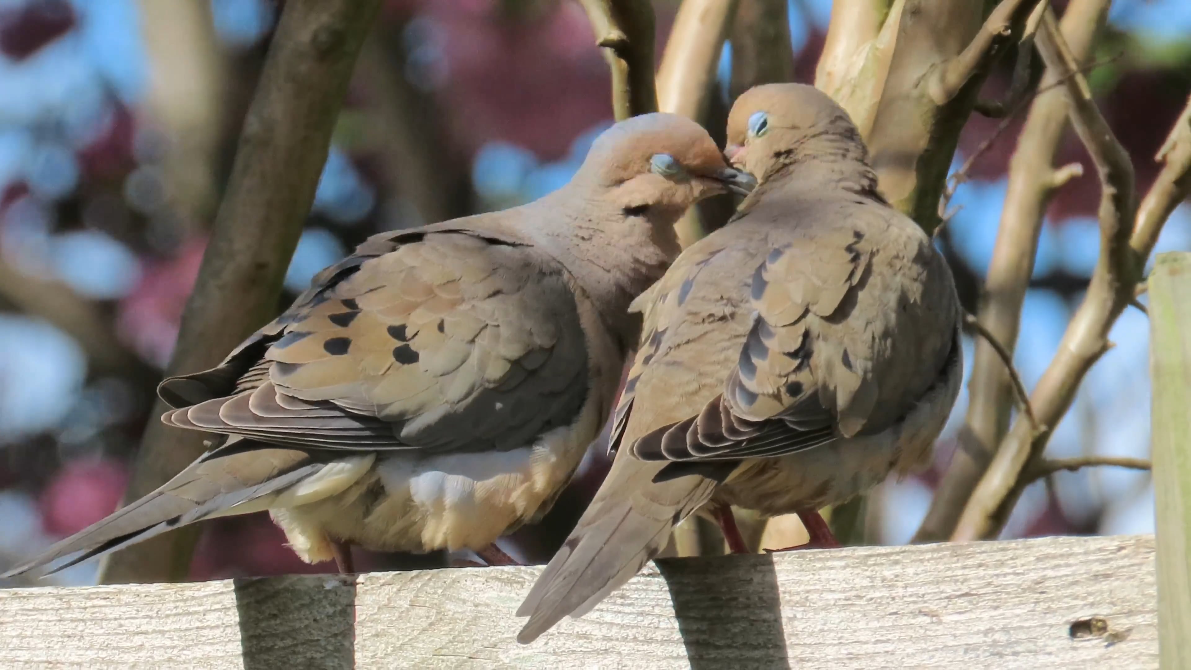 Mourning Doves 'Kissing' & Mating on Vimeo