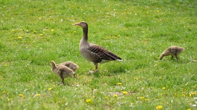 Geese Goslings Goose Family Animal - Free video on Pixabay