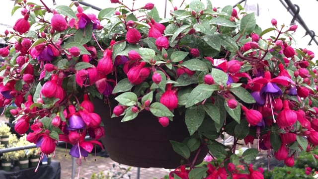 Fuchsia, Annuals, Potted Plants. Free Stock Video - Pixabay