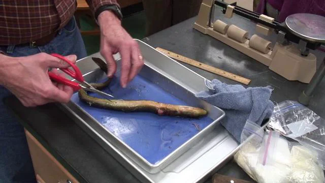 American Eel Dissection