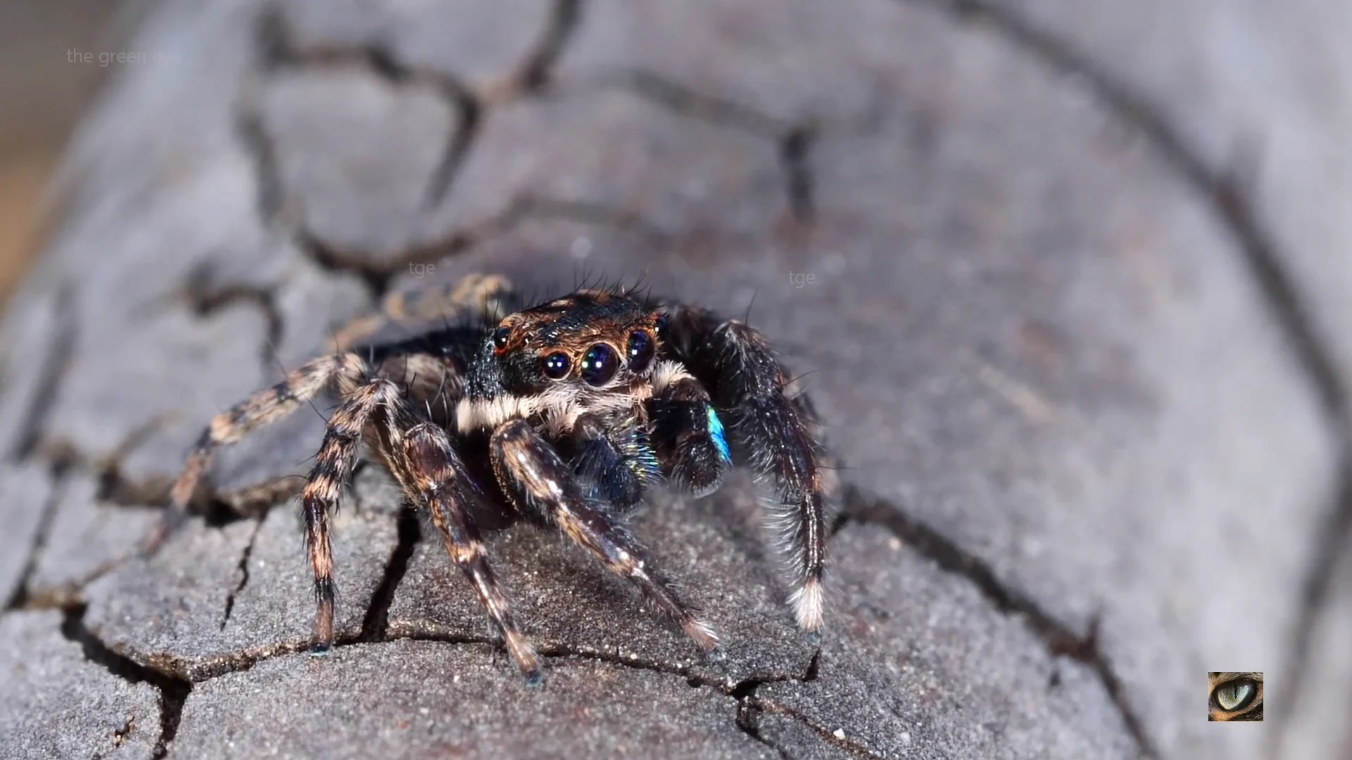 Jumping Spider (Jotus auripes) - male, Canberra, Australia, April 2021 ...