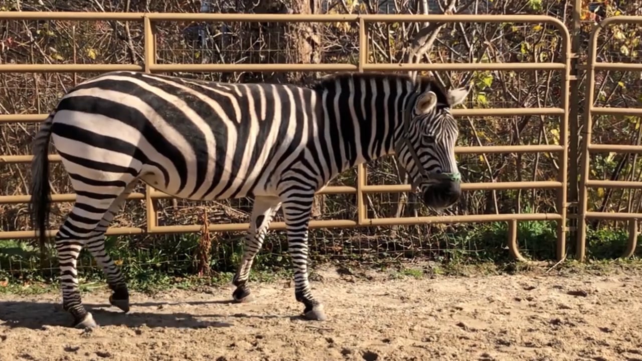 Exotic_Wildlife.mp4 on Vimeo