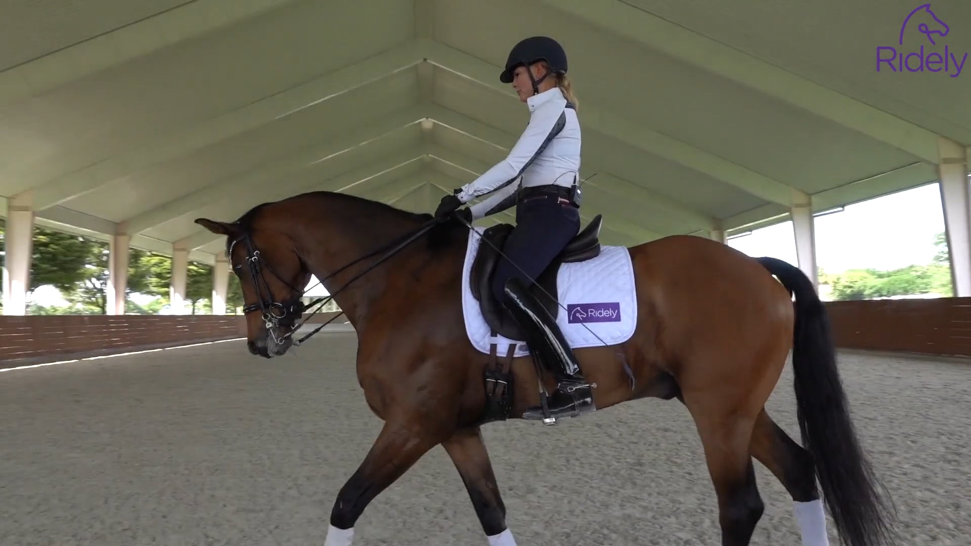 Leg Position for "Haunches In" (Travers) | Ridely