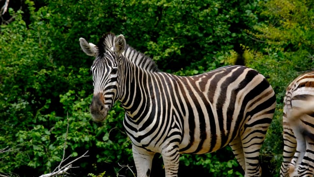 Zebra, Stripes, Animals. Free Stock Video - Pixabay