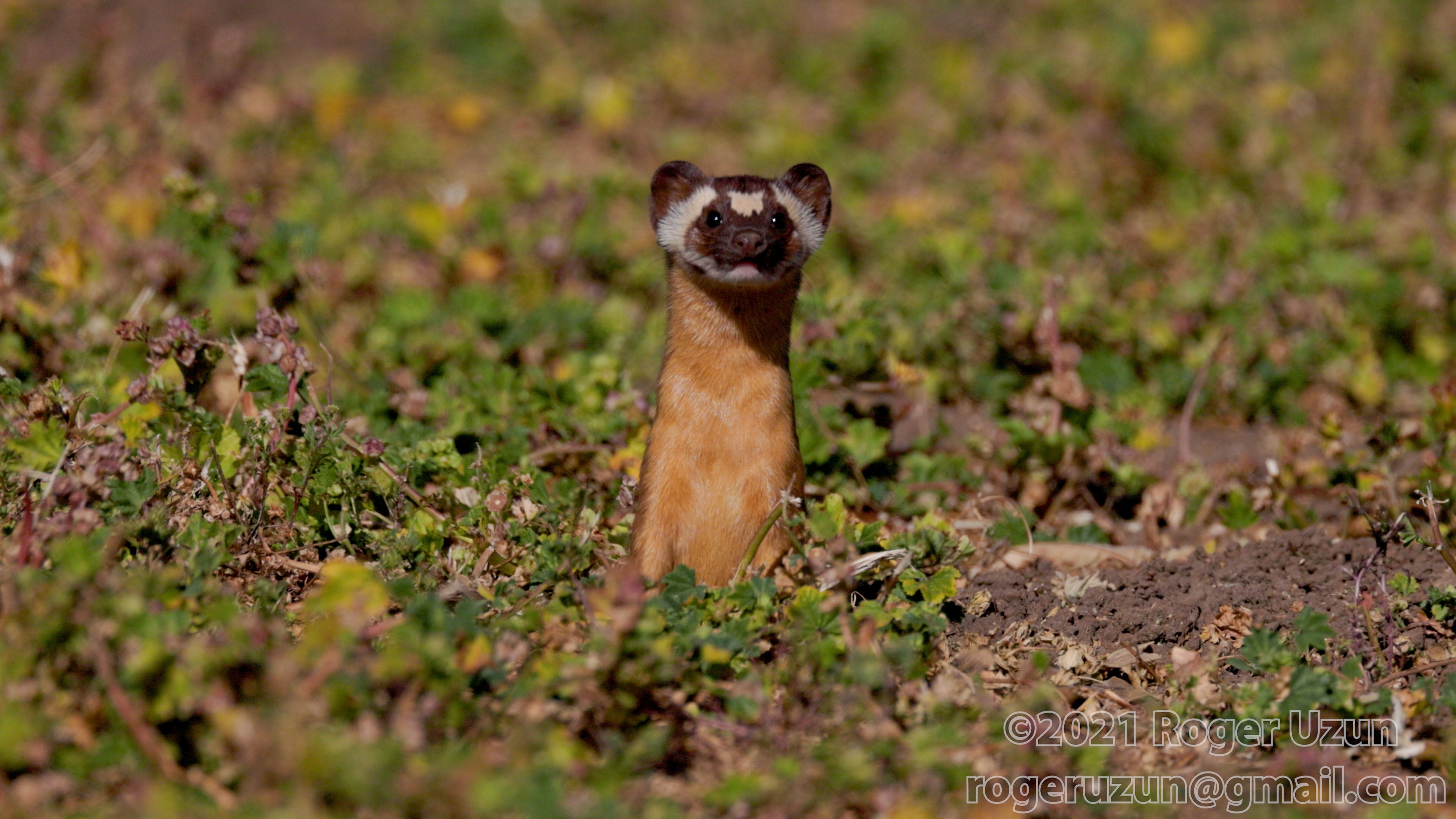 HDObservations : Long-Tailed Weasel (4K UHD) on Vimeo