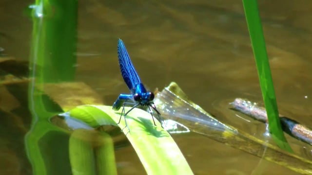 Libélula Insecto Volador Ala De - Free video on Pixabay - Pixabay