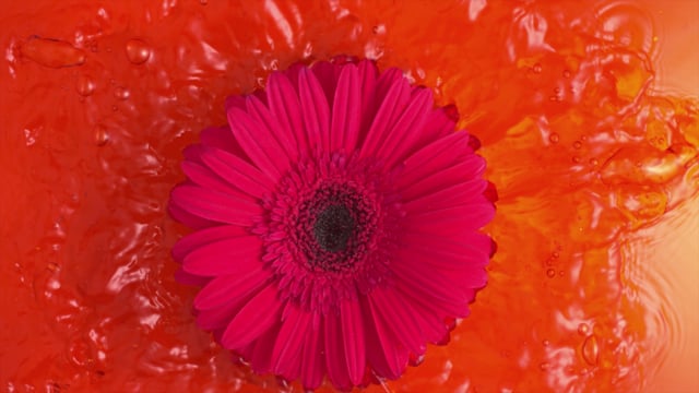 Flower Petals Ink - Free video on Pixabay