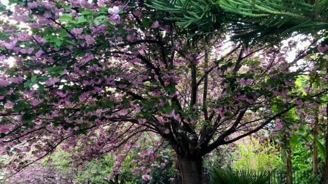 Pink, Blossom, Spring. Free Stock Video - Pixabay
