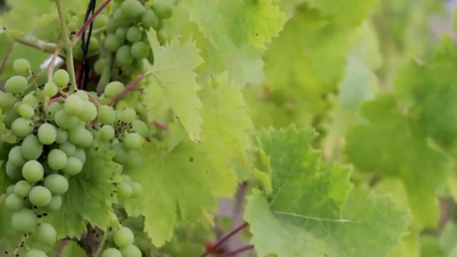 Wine Vineyard Fruit - Free video on Pixabay