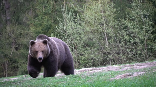 Bear Walking Animal Free Stock Video - Pixabay