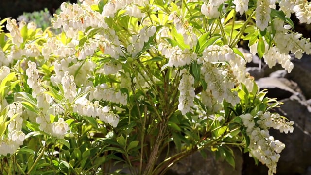 Flowers Bush Pieris Formosa - Free video on Pixabay