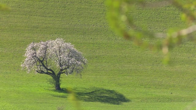 Spring, Meadow, Tree. Free Stock Video - Pixabay