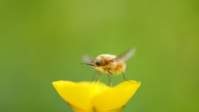 Bee Pollination Videos: Download 152+ Free 4K & HD Stock Footage Clips ...