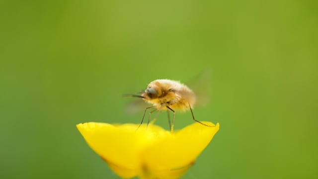 200+ Free Pollination & Insect Videos, HD & 4K Clips - Pixabay