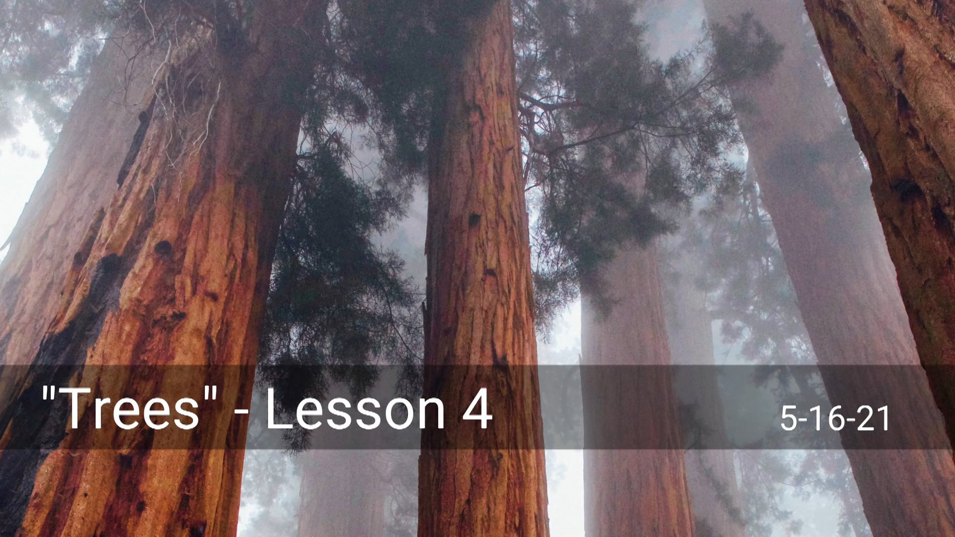 Trees - "Trees" - Lesson 4 on Vimeo