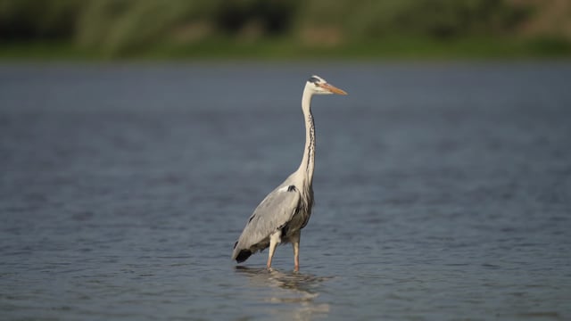 Garza Pájaro Plumas - Free video on Pixabay
