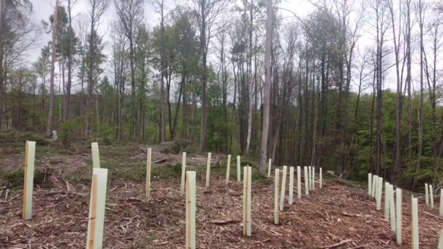 Afforestation, Forest, Ranger. Free Stock Video - Pixabay