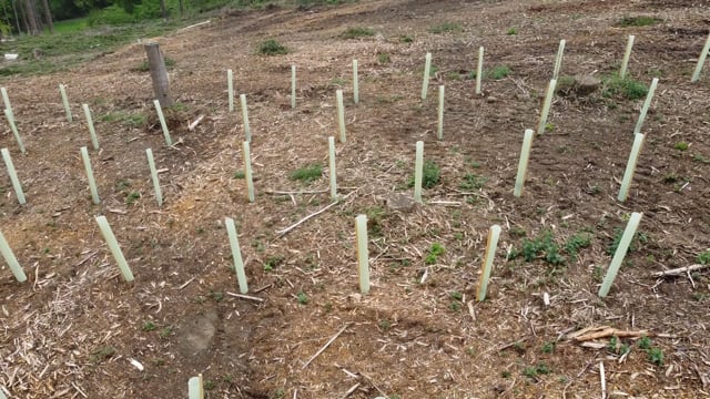 Afforestation, Forest, Ranger. Free Stock Video - Pixabay