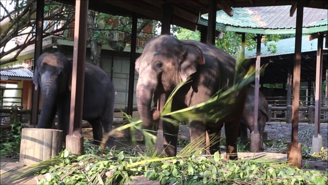 Unedited Elephants Video Footages Footage Elephant Footage Free Stock ...