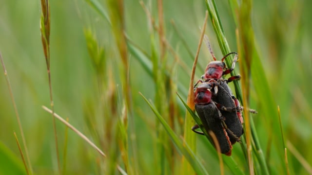 Insects Couple Copulating - Free video on Pixabay