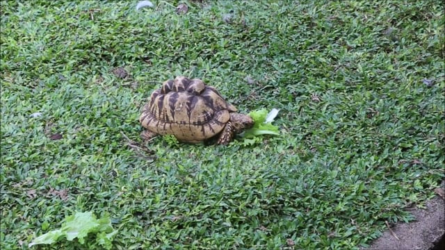 Tortoise Walking Tortoise Walking Videos Free Stock Video - Pixabay