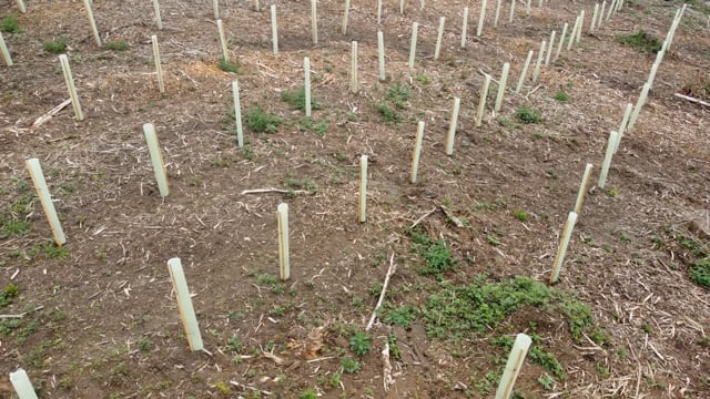 Afforestation, Forest, Ranger. Free Stock Video - Pixabay