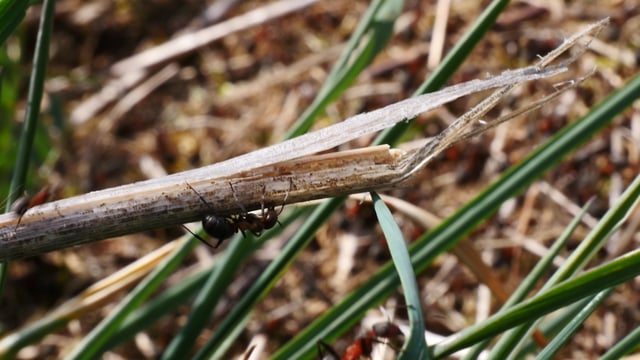 Ants Insects Hard Working - Free video on Pixabay