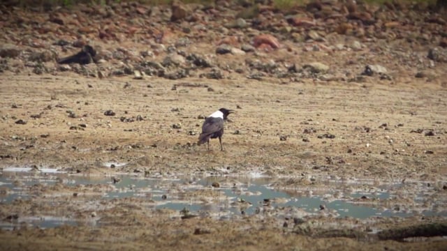 Bird, Flying Birds, Camera Focus. Free Stock Video - Pixabay