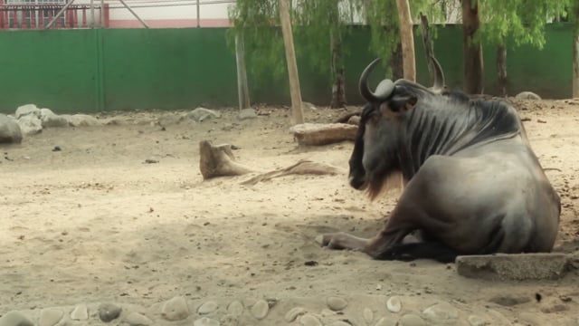 Ñu Zoológico Animal - Free video on Pixabay - Pixabay