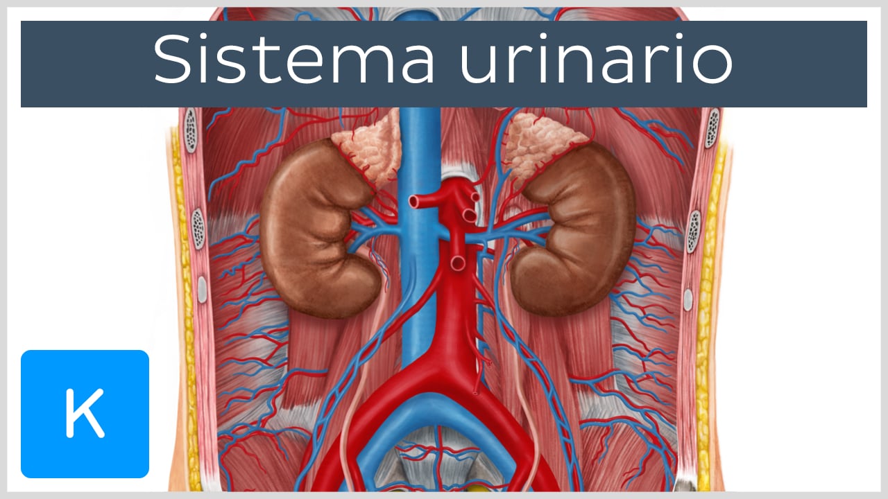 Anatomía De La Vejiga