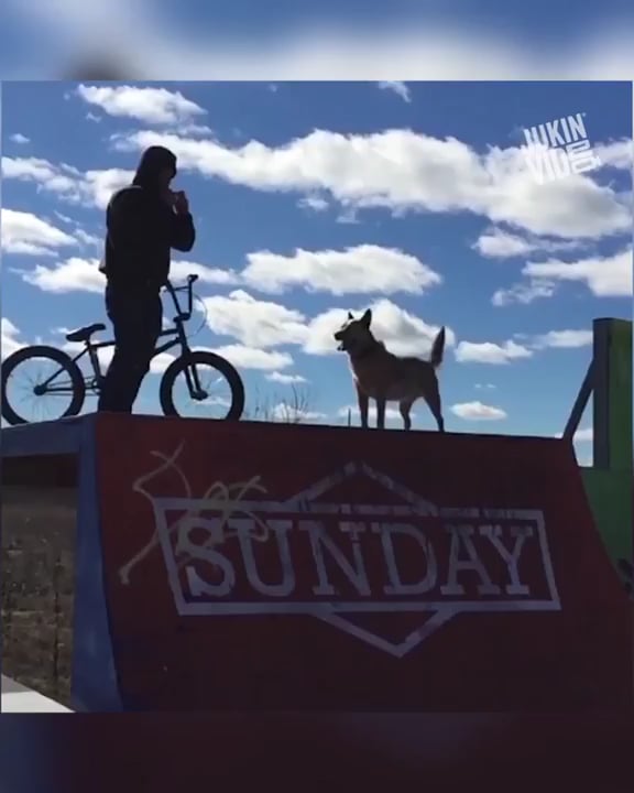 Funny videos about dogs on Vimeo