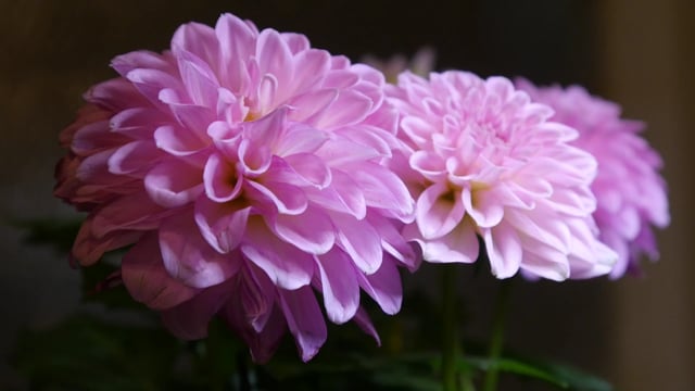 Chrysanthemum, Flower, Bloom. Free Stock Video - Pixabay