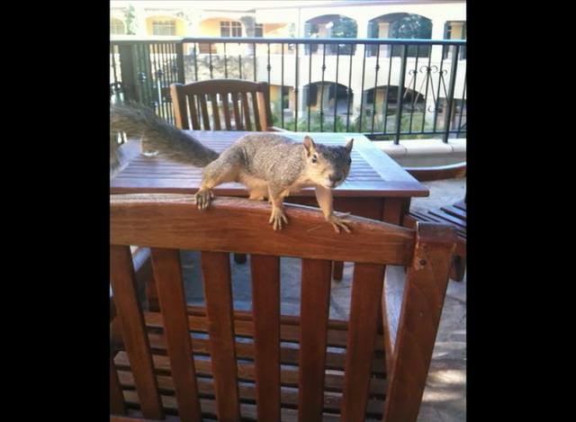 Dreamworks Squirrel on Vimeo