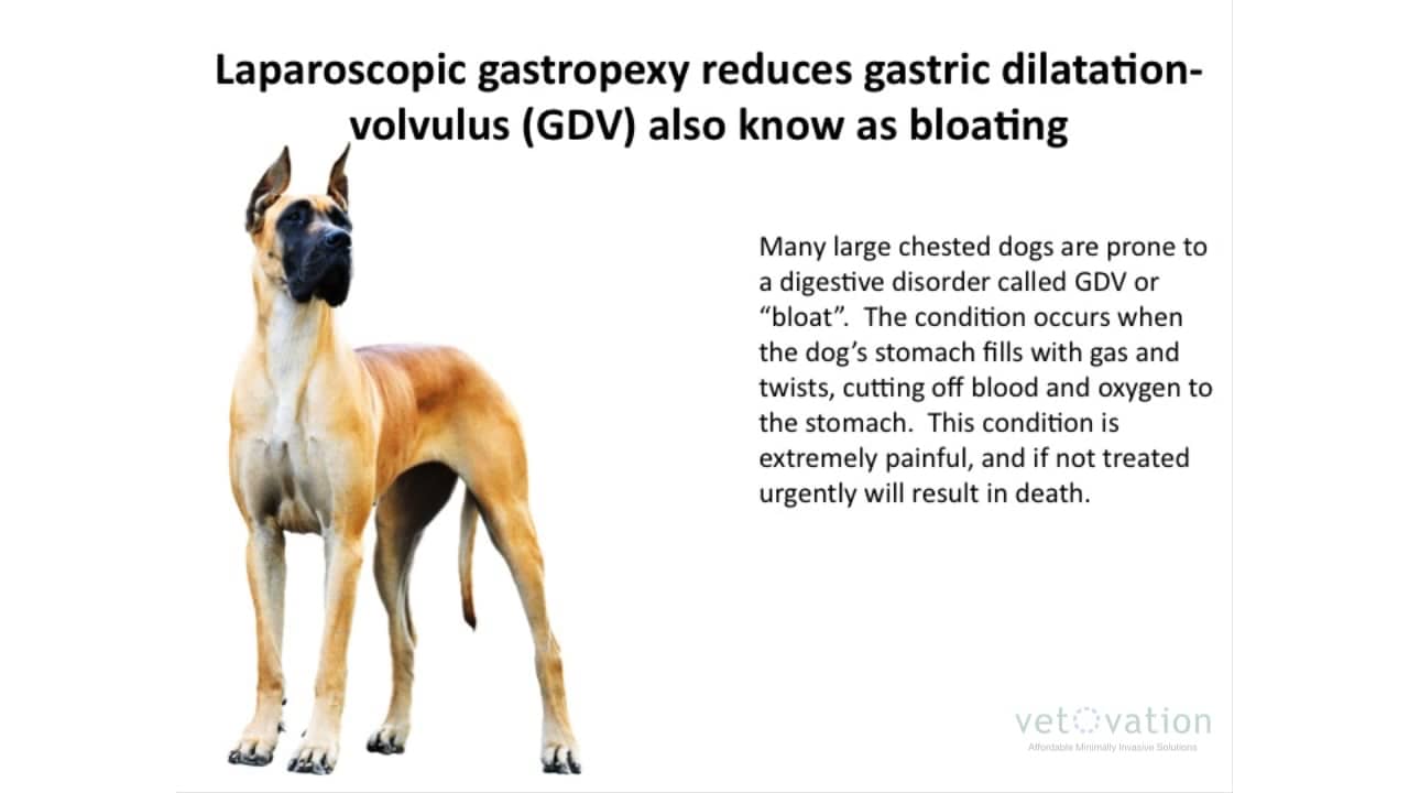 Laparoscopic Gastropexy for large breed dogs.mp4 on Vimeo