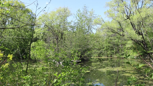 Marsh Trees Foliage - Free video on Pixabay