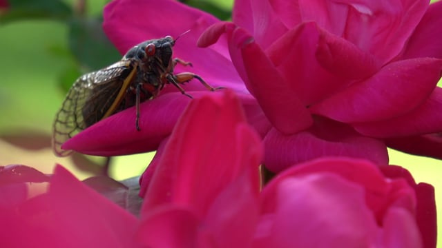 Cicada Videos: Download 9+ Free 4K & HD Stock Footage Clips - Pixabay